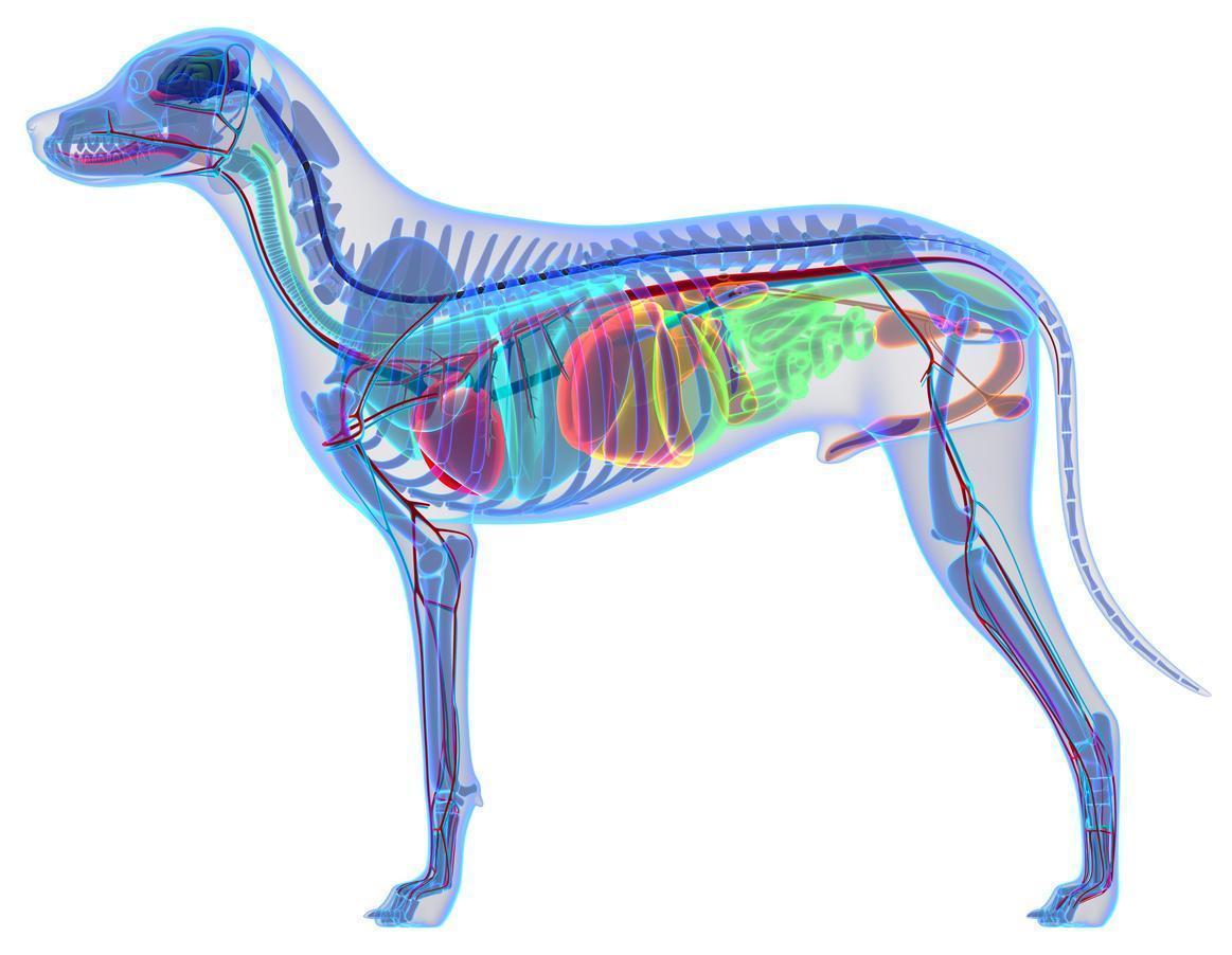 The Skeletal System Of Dogs An In Depth Look Sample