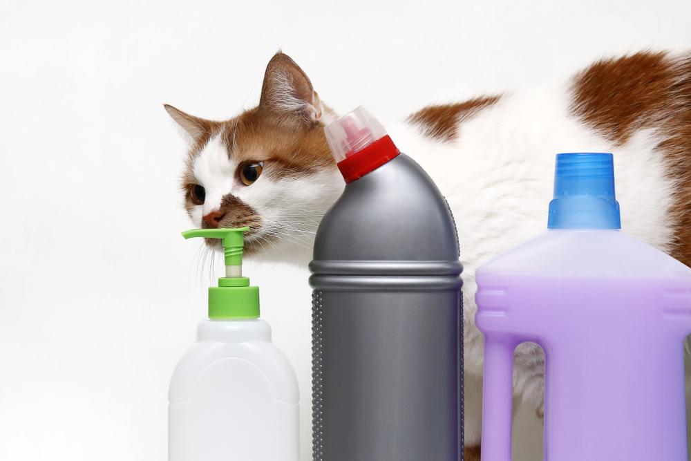 The Struggle of the Cat in our Toxic World - My Pet Nutritionist