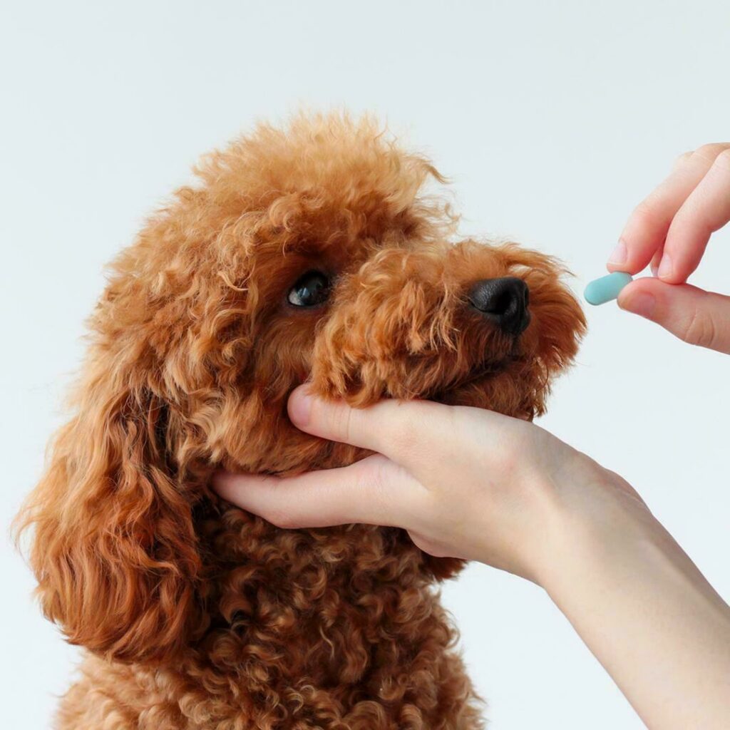 How Traditional Chinese Medicine Can Help My Dog - My Pet Nutritionist