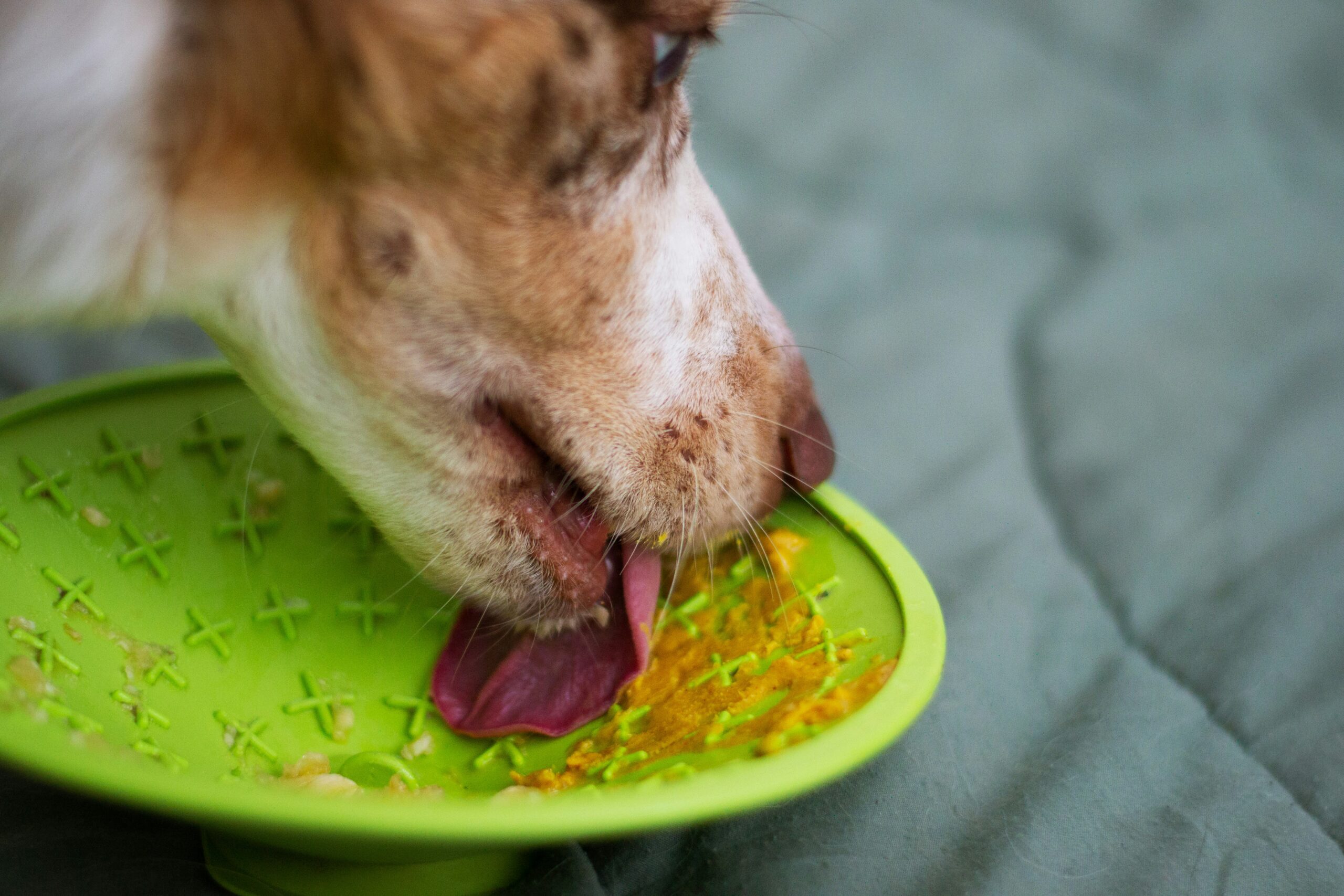 What is Missing From My Dog’s Homecooked Diet? - My Pet Nutritionist